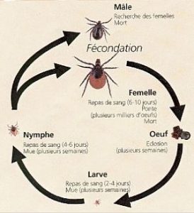 Tique du chien, Tic insecte, Oufs de Tique au Québec | ABPE