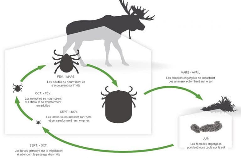Tique du chien, Tic insecte, Oufs de Tique au Québec | ABPE