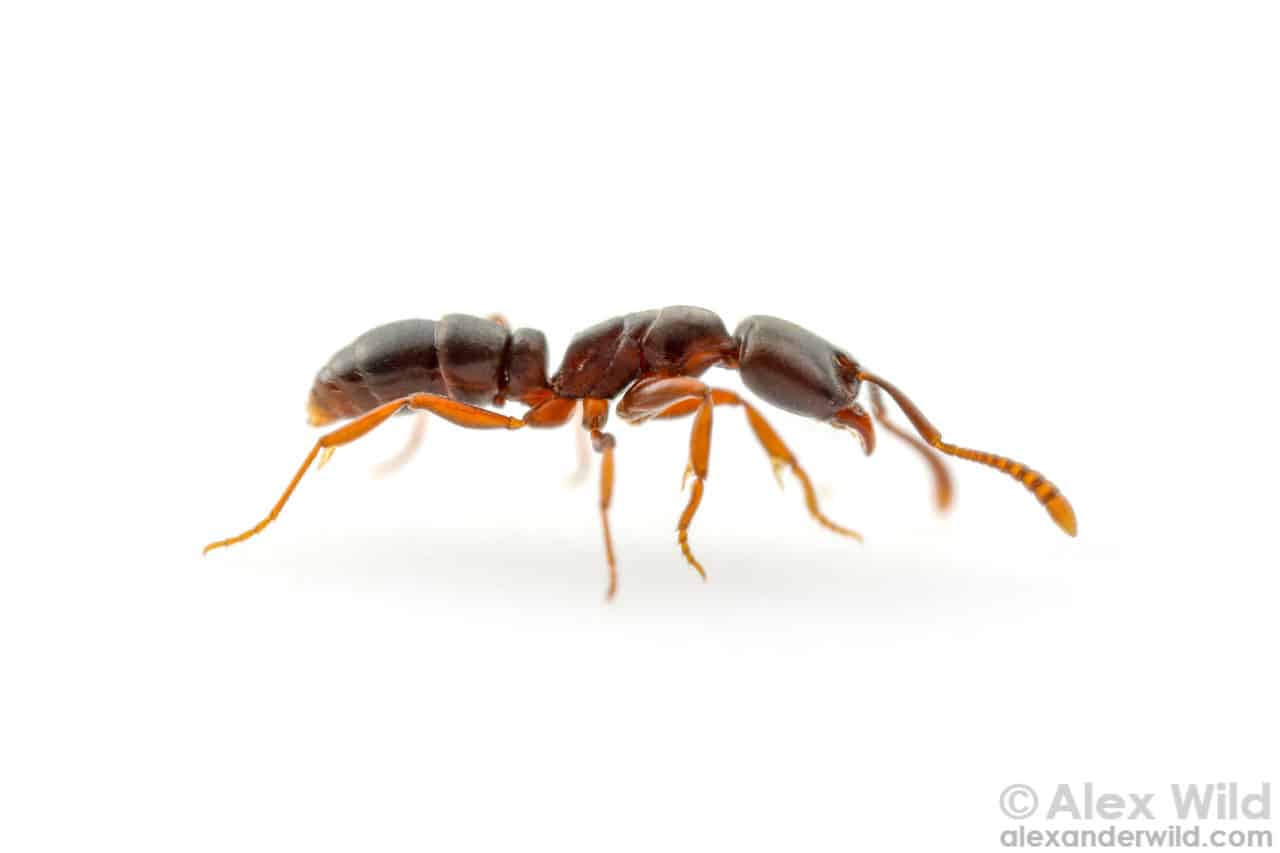 Fourmis du Québec : Types et sortes de fourmis (entomologiste) | ABPE
