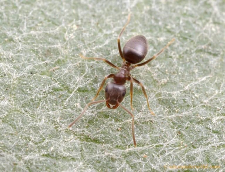 Fourmis du Québec : Types et sortes de fourmis (entomologiste) | ABPE