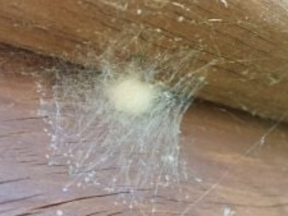 Cocon Insecte Maison | Ventana Blog