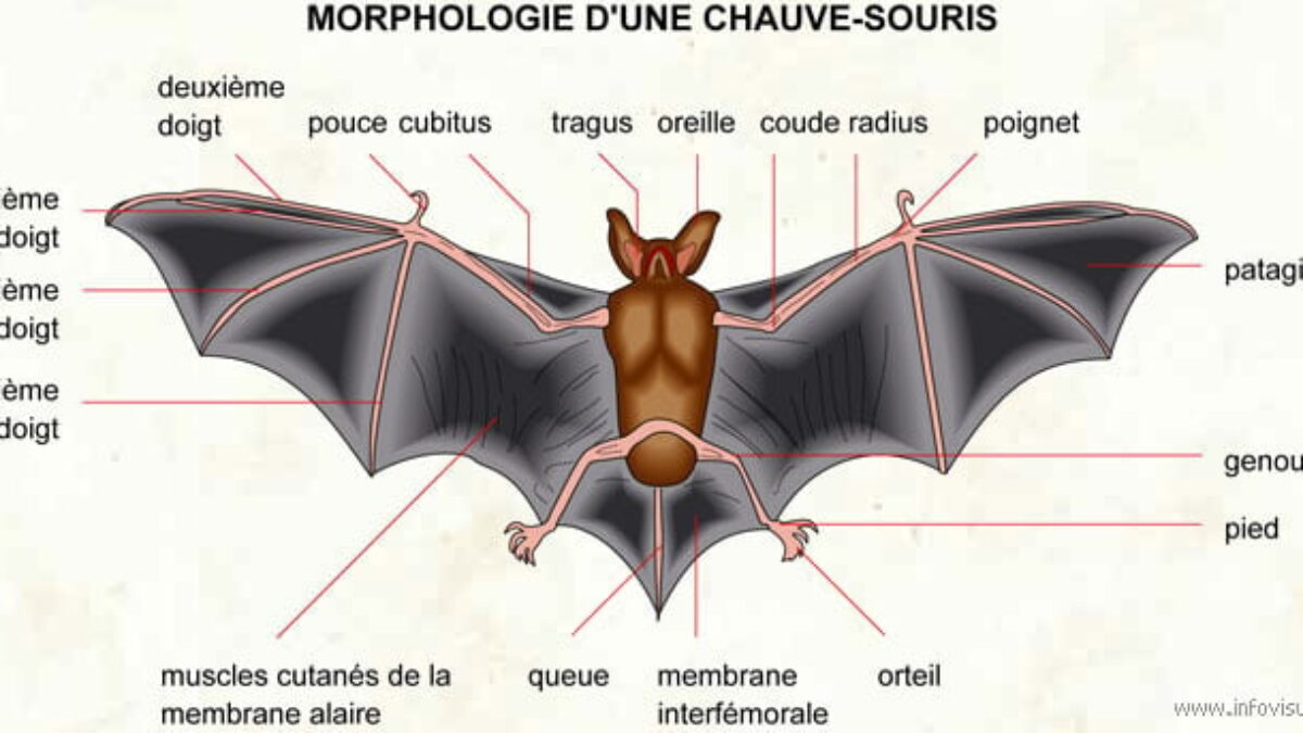 Anatomie De La Chauve Souris CHAUVE SOURIS